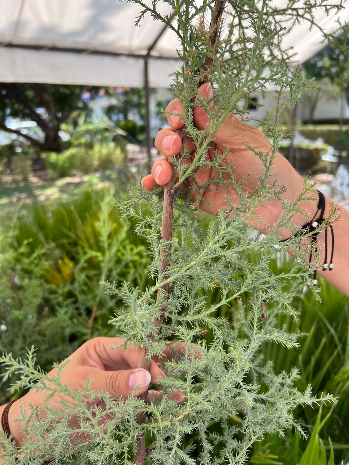 Celebra el Día Internacional de la Madre Tierra Adoptando un Árbol a ...