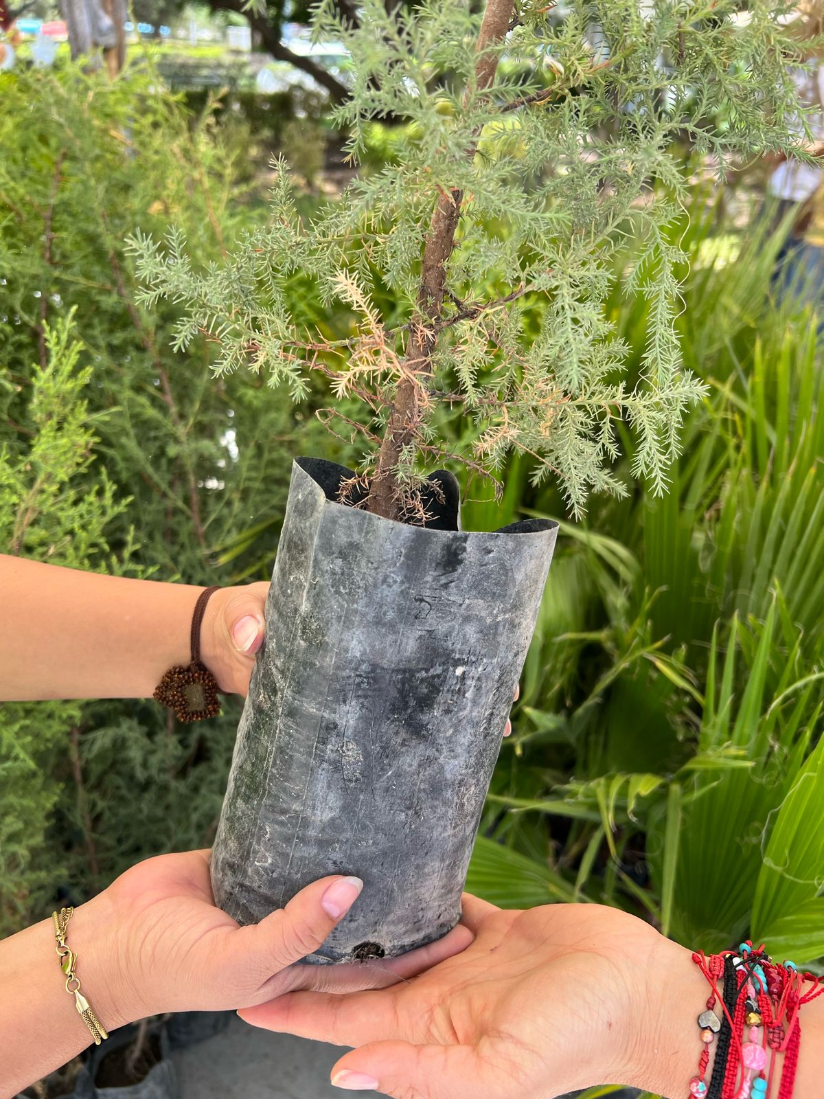 Celebra el Día Internacional de la Madre Tierra Adoptando un Árbol a ...