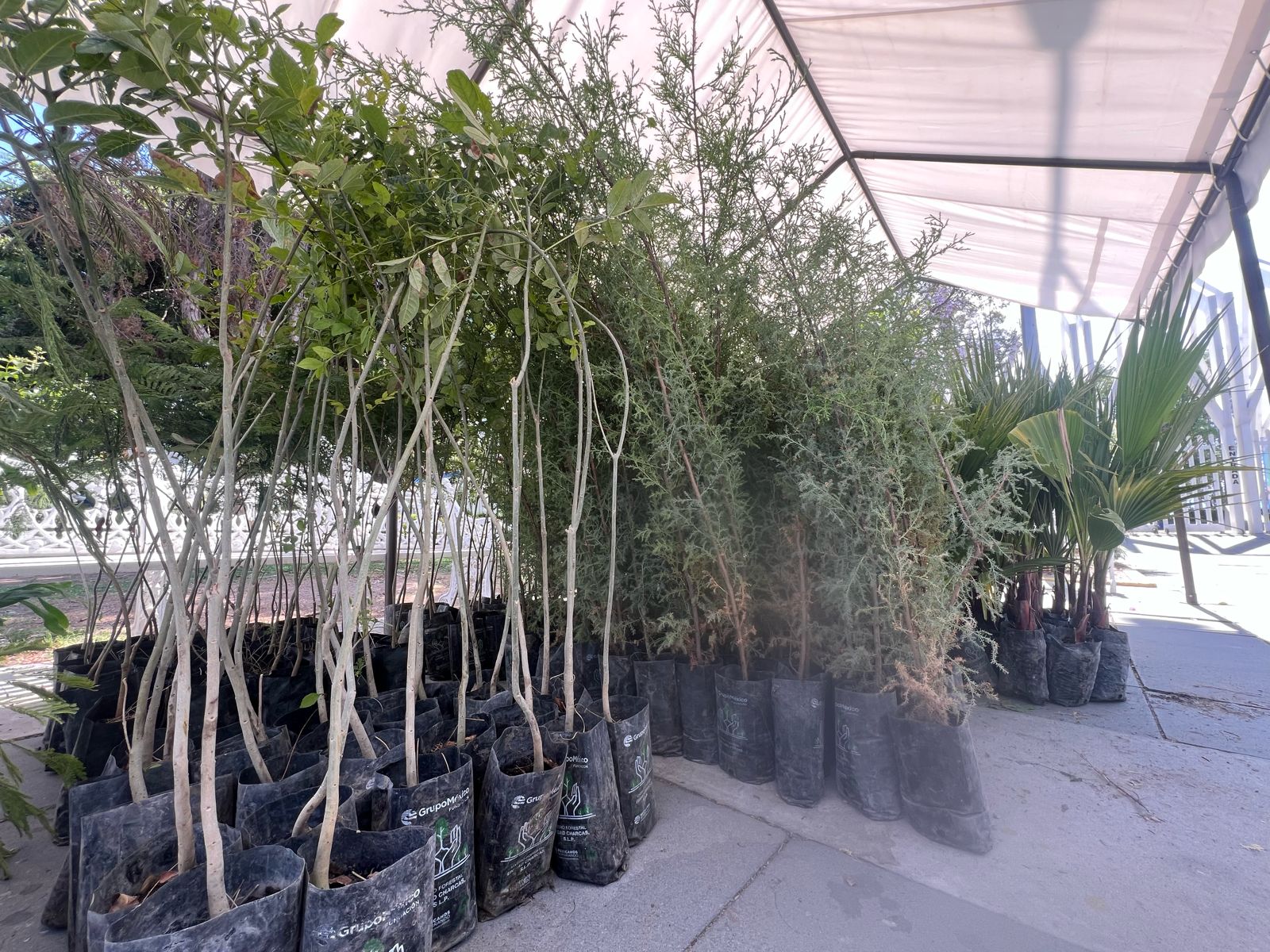 Celebra el Día Internacional de la Madre Tierra Adoptando un Árbol a ...